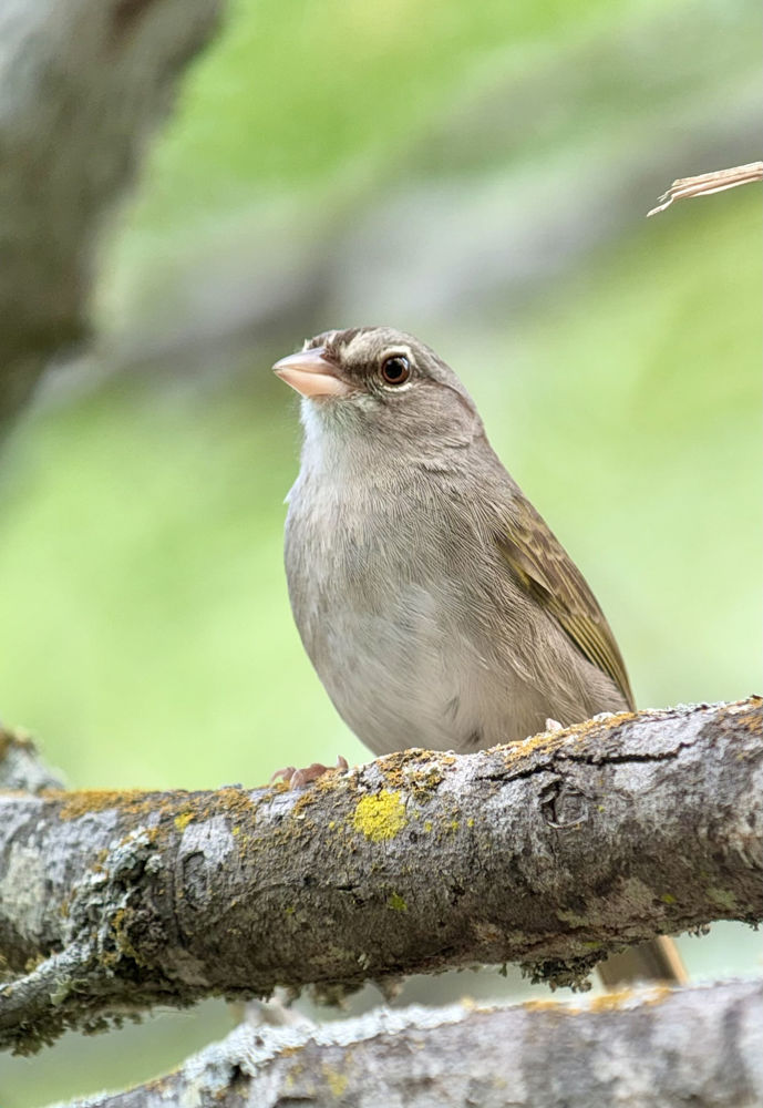 VENT. Big Bend National Park & the Texas Hill Country 4/17/2025-4/27/2025