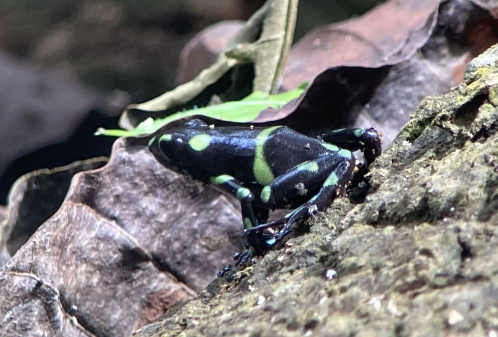 VENT. Panama's Darien Lowlands: Canopy Camp 10/11/2025-10/19/2025